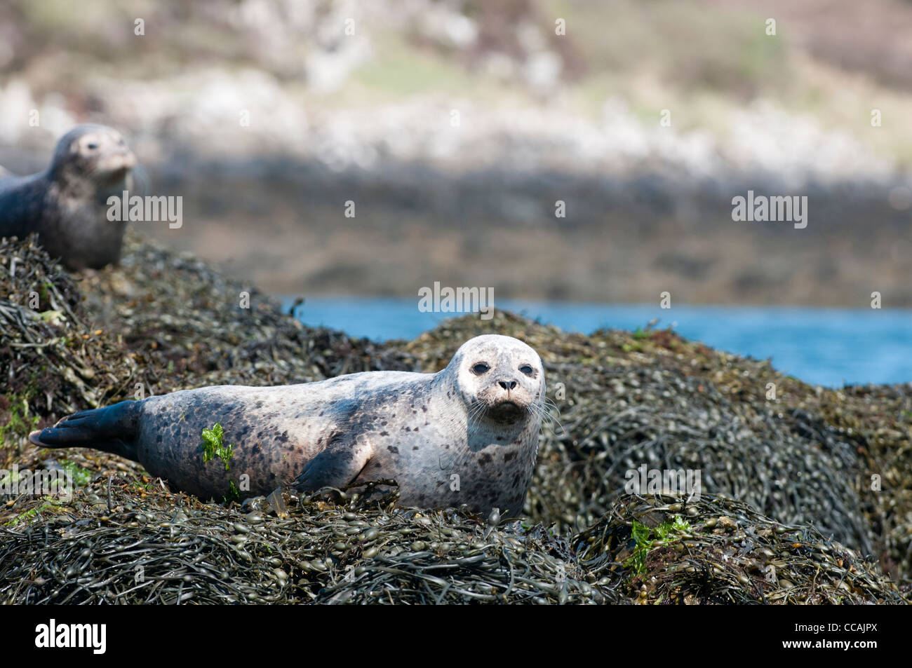 Seals on the Isle of Skye Stock Photo - Alamy