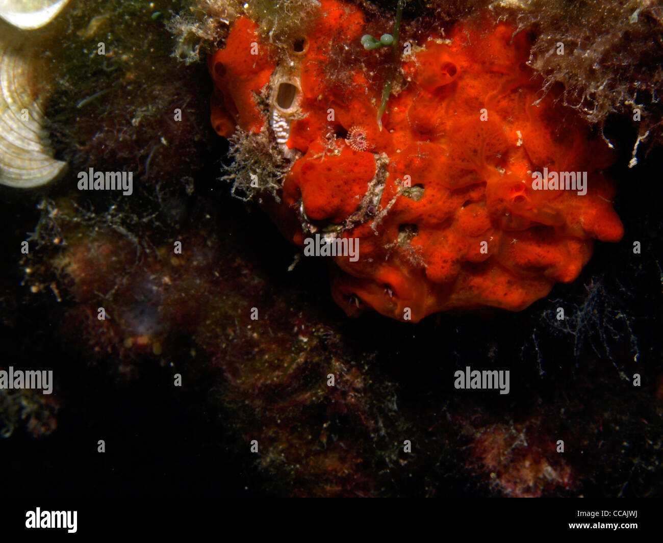 details of some sponges of the mediterranean sea Stock Photo - Alamy