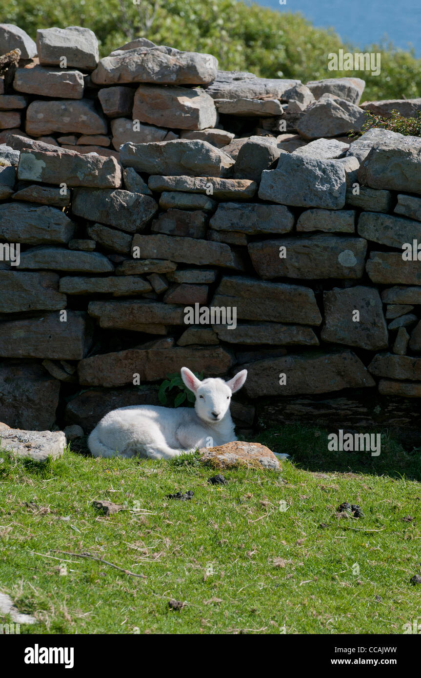 Stone lamb hi-res stock photography and images - Alamy