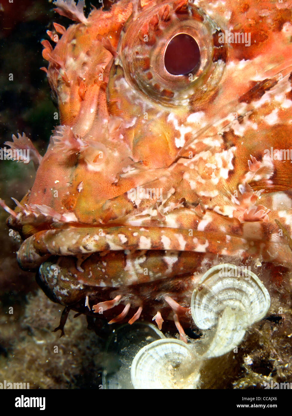 Scorpion beach hi-res stock photography and images - Alamy