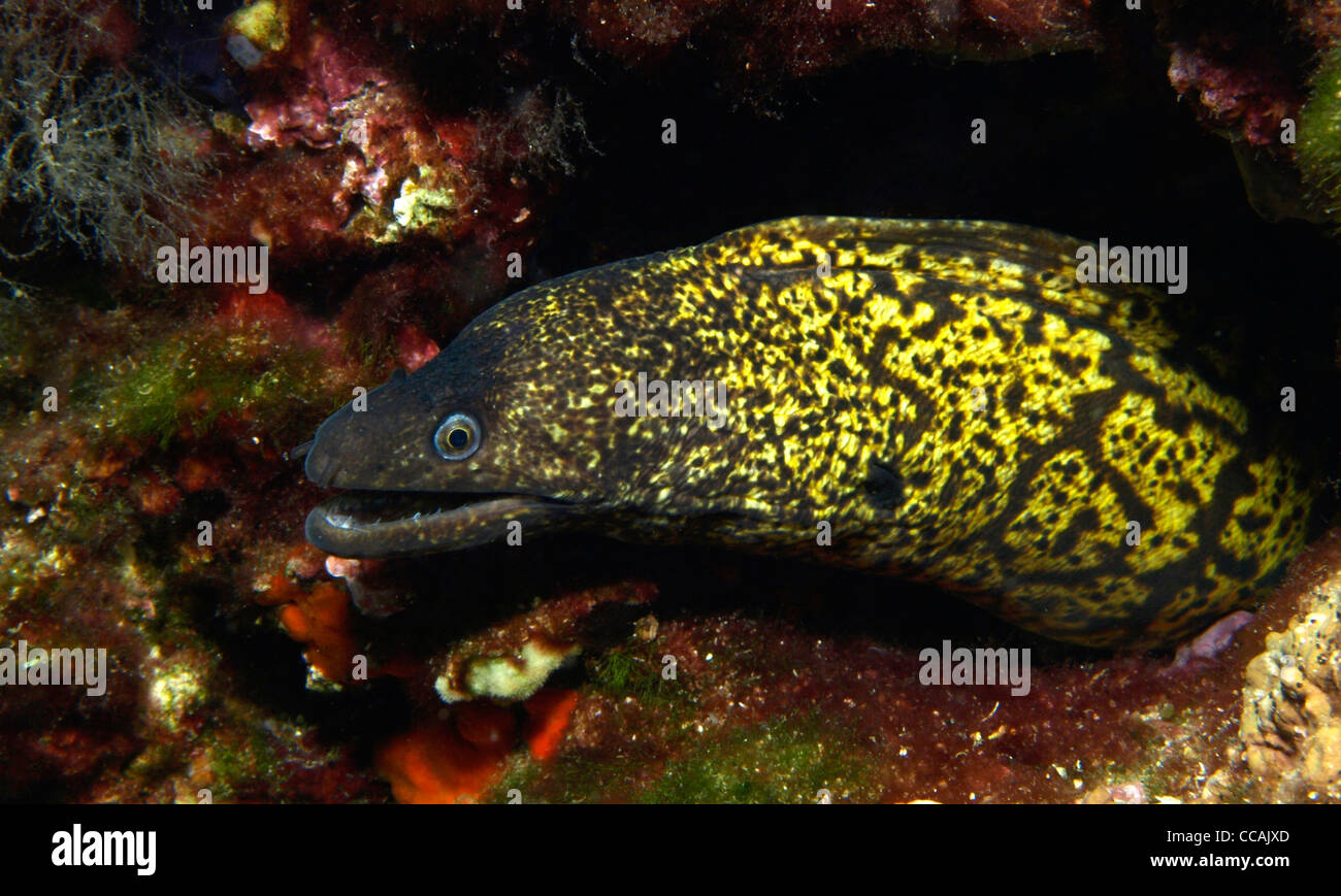 Moray eel hi-res stock photography and images - Alamy