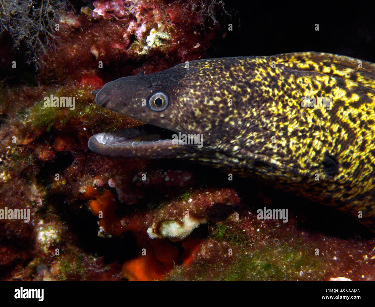 Moray eel in its cave Stock Photo - Alamy
