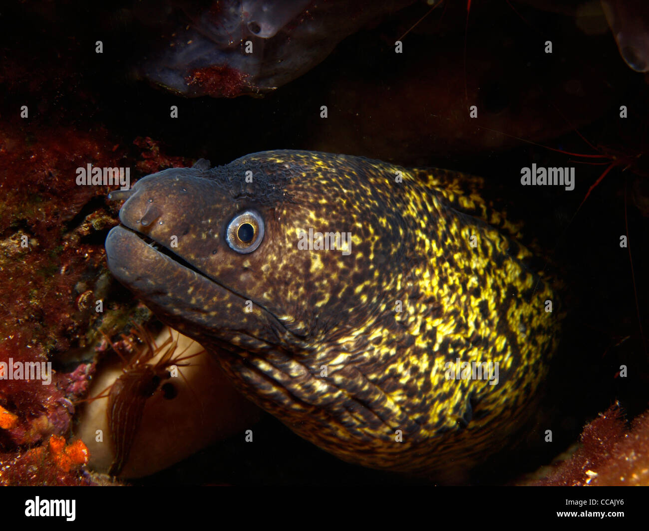 Moray eel in its cave Stock Photo - Alamy