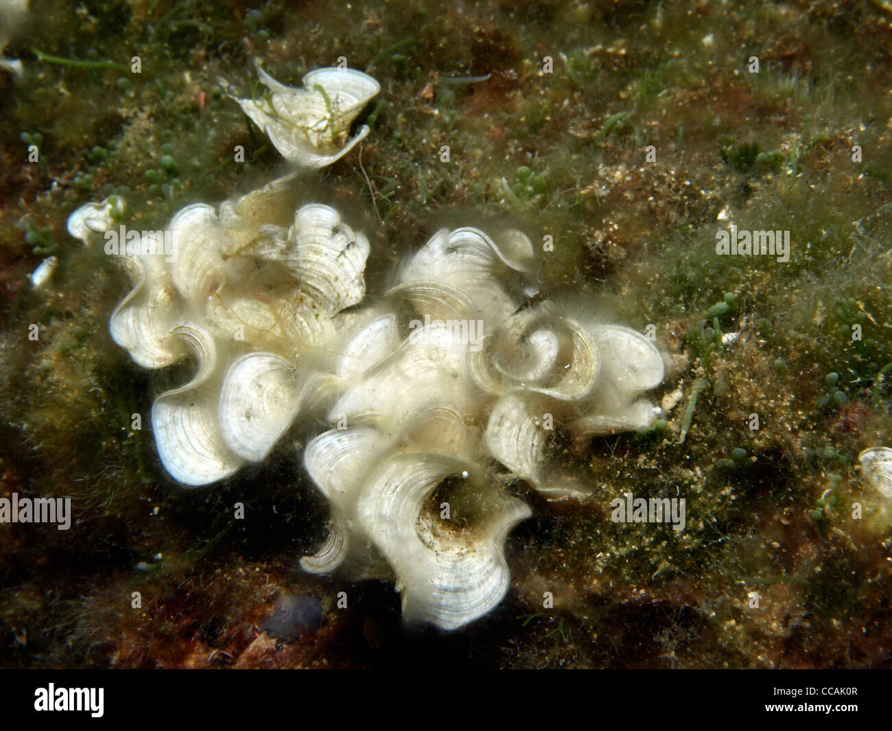 padina algae in the mediterranean sea Stock Photo - Alamy