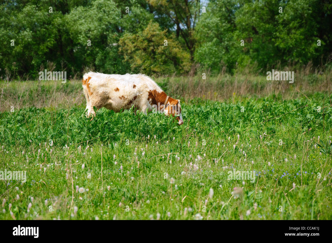 The young calf on a pasture Stock Photo - Alamy
