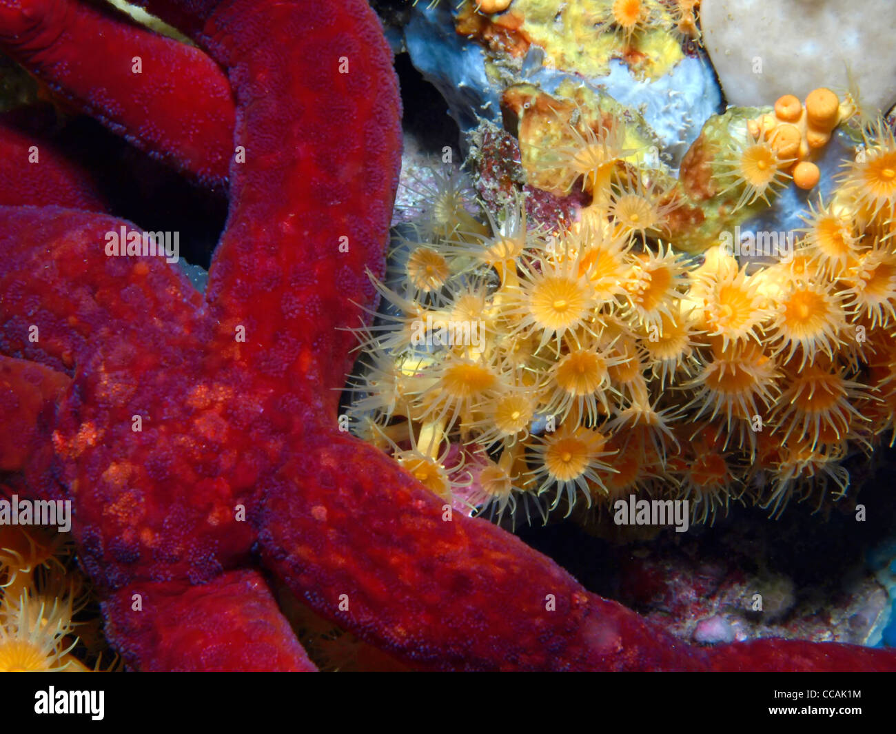 Yellow sponge and starfish hi-res stock photography and images - Alamy