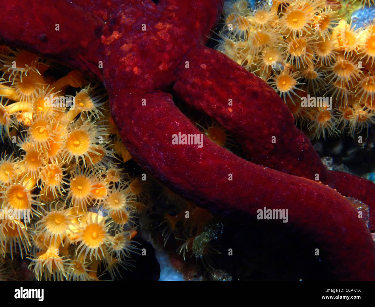 starfish on a sponge Stock Photo - Alamy