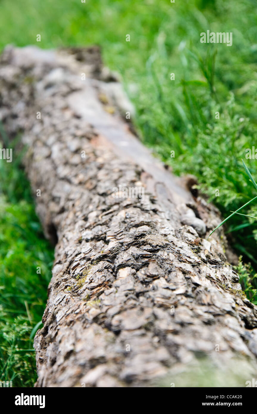a lifeless tree Stock Photo - Alamy