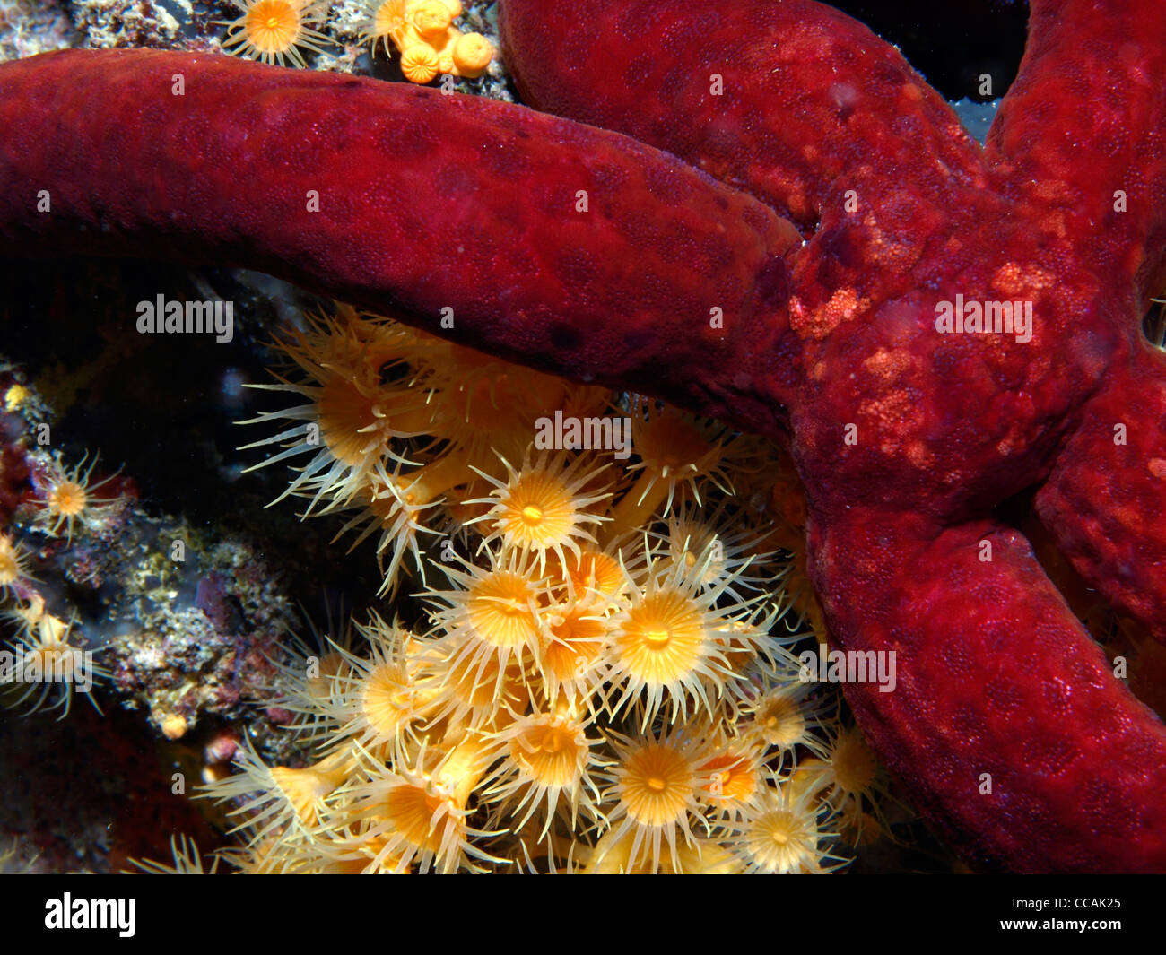 Yellow sponge and starfish hi-res stock photography and images - Alamy