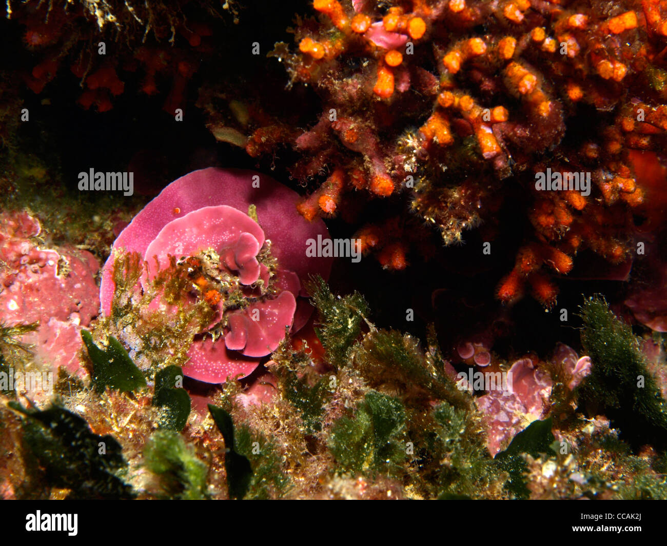 details of some sponges of the mediterranean sea Stock Photo - Alamy