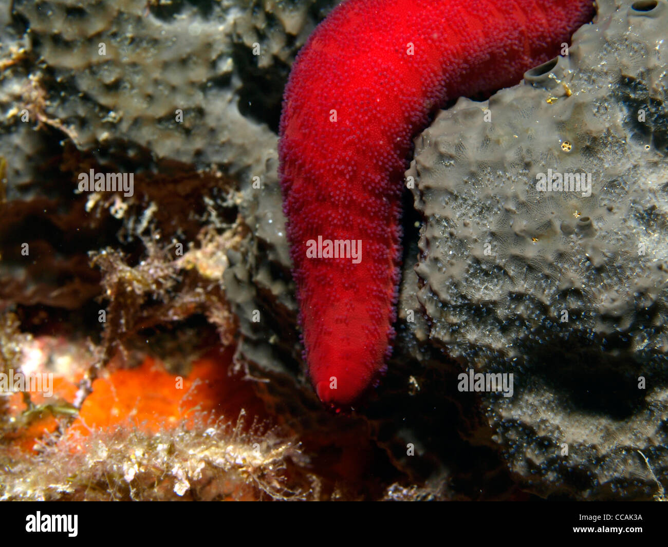 starfish on a sponge Stock Photo - Alamy