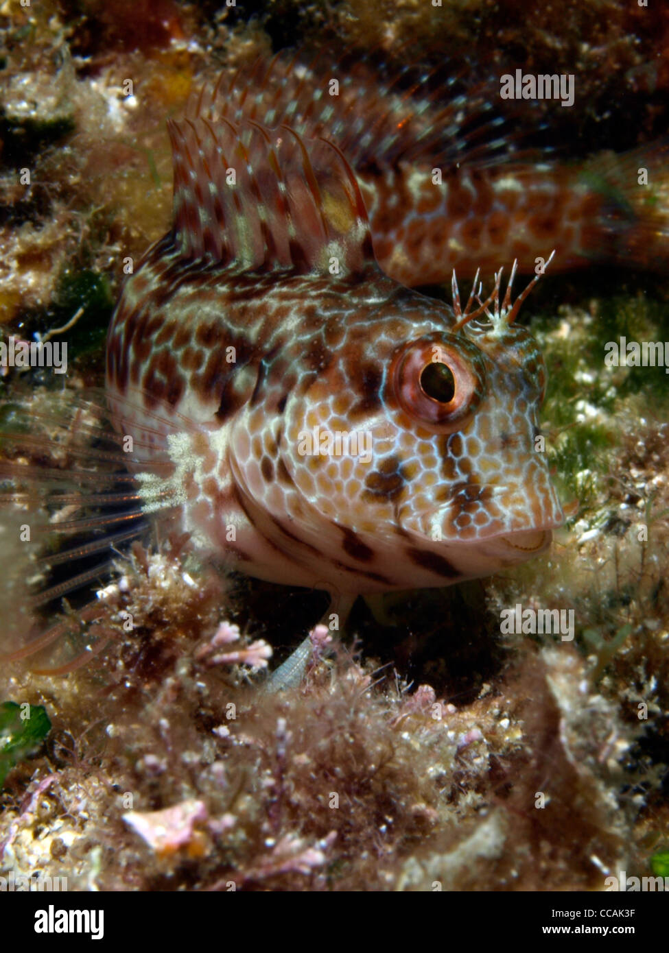 Small mediterranean fish hi-res stock photography and images - Alamy