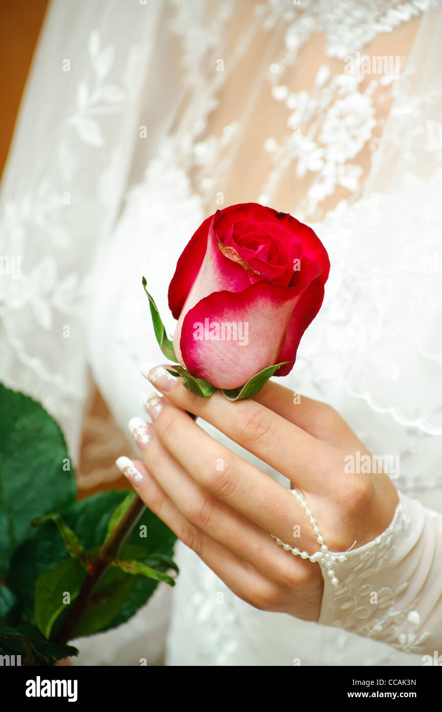 The bride holds a delicate rose in a hand Stock Photo - Alamy