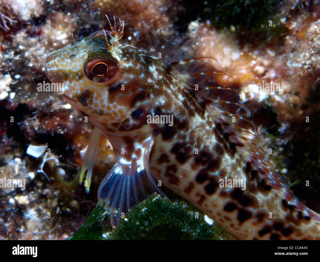 Gudgeon Fish Stock Photos & Gudgeon Fish Stock Images - Alamy