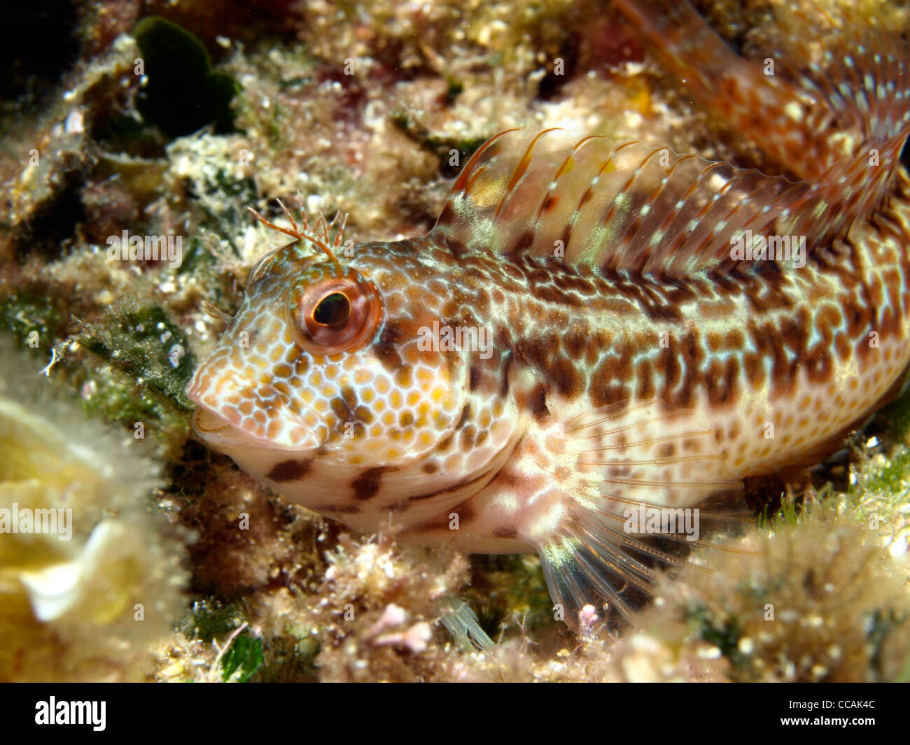 Gudgeon fish hi-res stock photography and images - Alamy