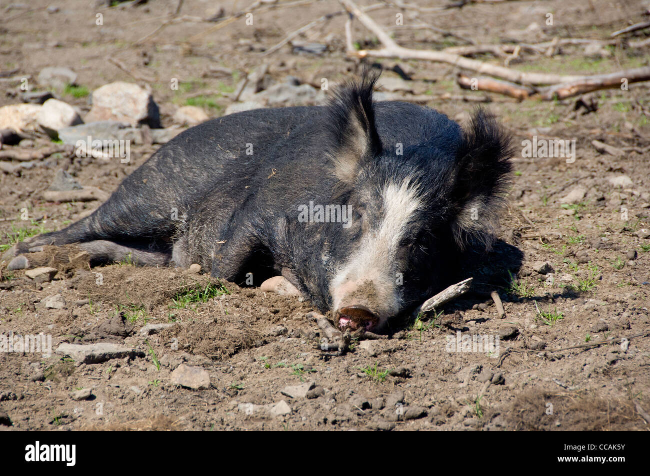 Viking pig hi-res stock photography and images - Alamy