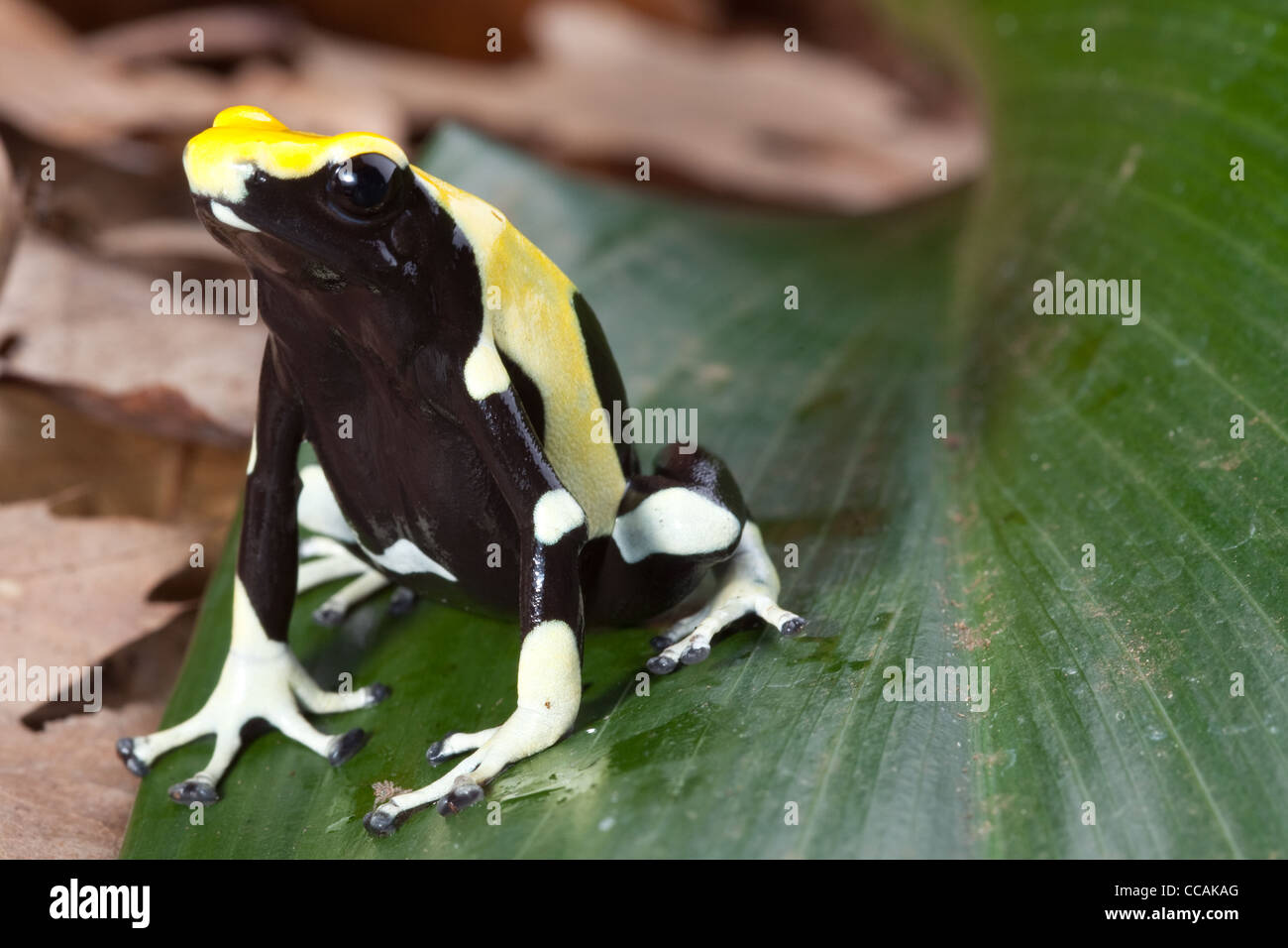 Amazon rainforest frog brazil hi-res stock photography and images - Alamy