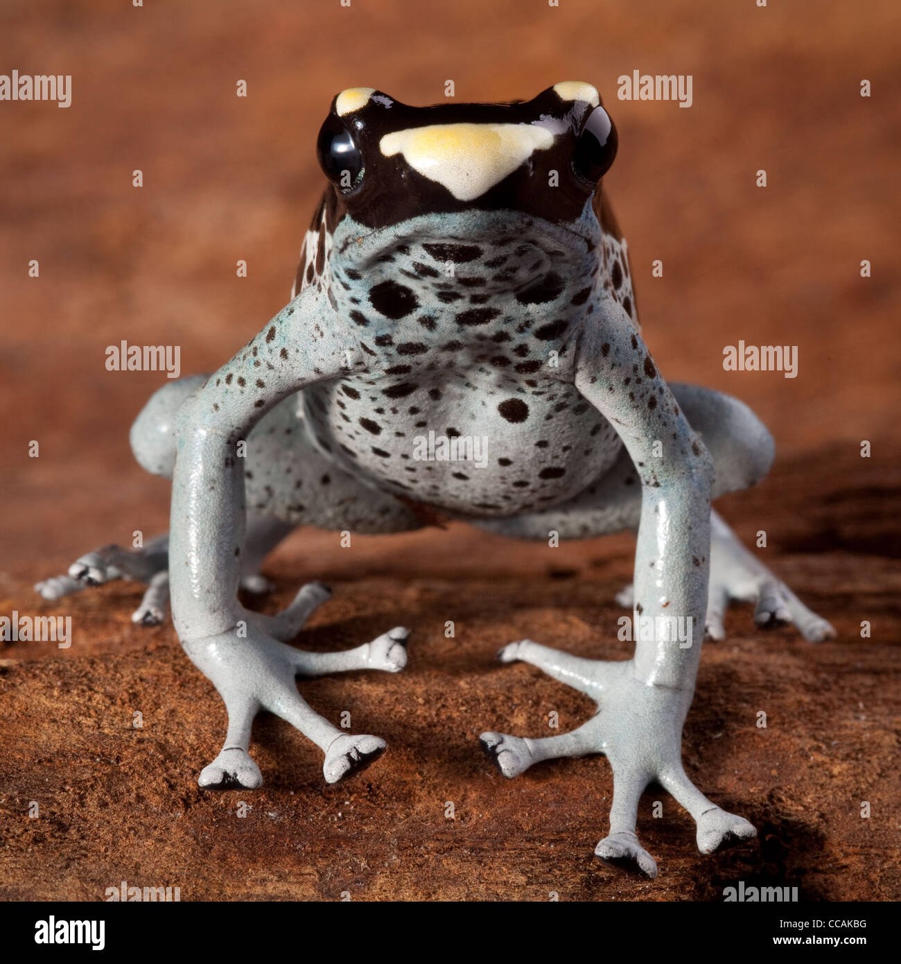 Amazon rainforest frog brazil hi-res stock photography and images - Alamy