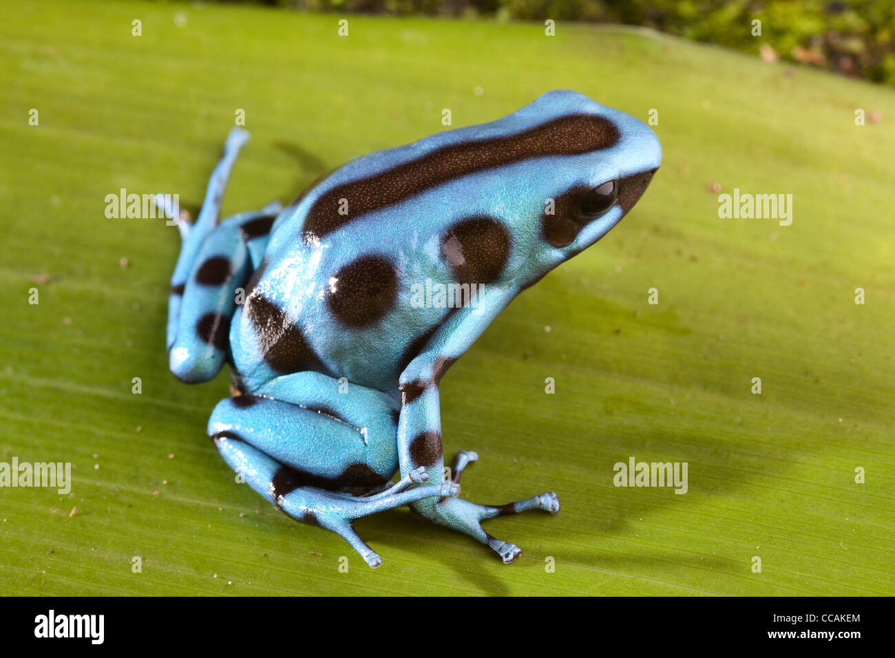 Poison dart frog,Dendrobates auratus of rainforest Panama, blue color ...