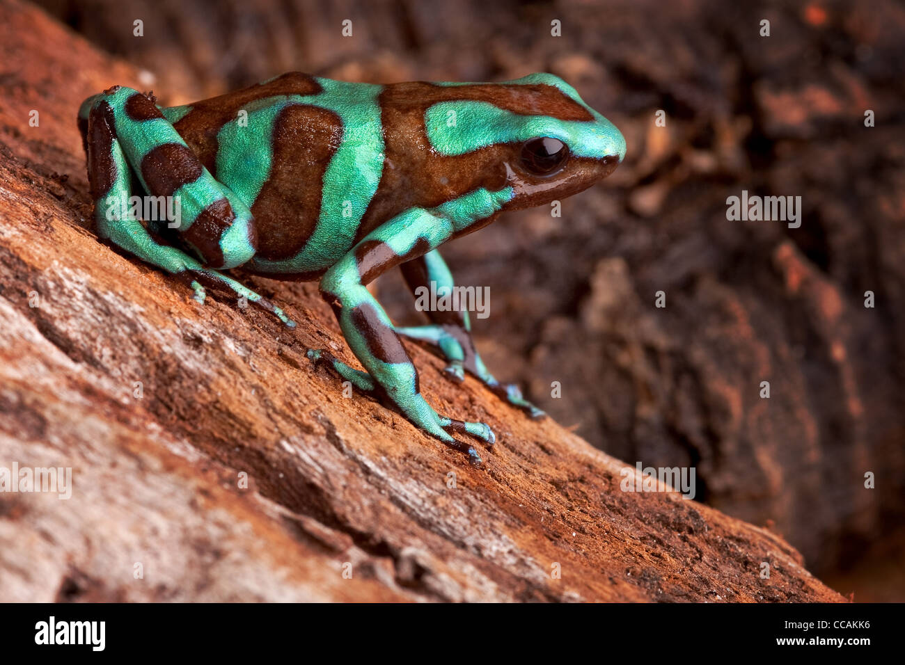 golden poison dart frog dendrobates auratus in tropical rainforest of ...