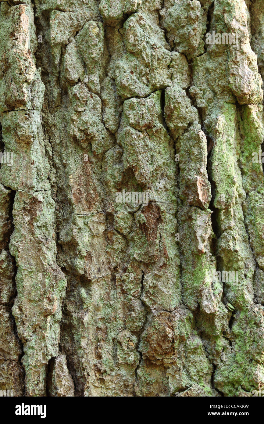 green n tree bark texture background Stock Photo - Alamy