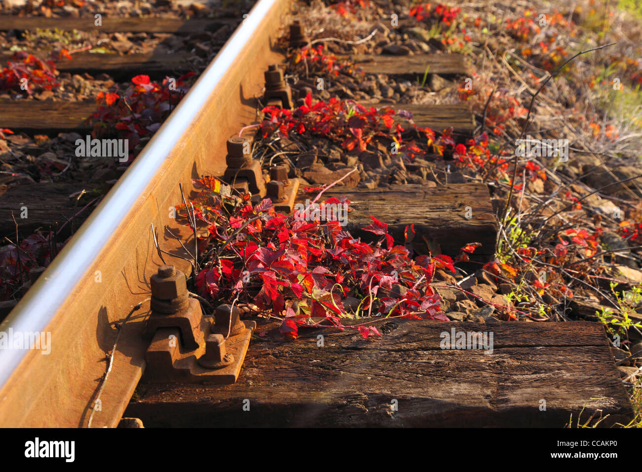 Rail Road Tracks and red flower- outdoor Stock Photo - Alamy