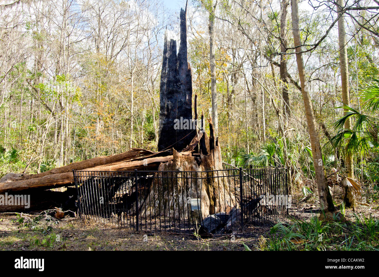 Tree burned High Resolution Stock Photography and Images - Alamy