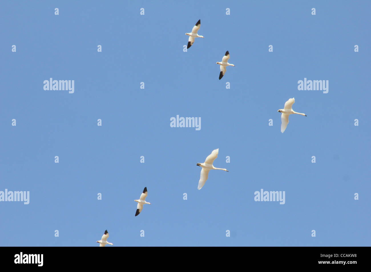 Tundra swans and snow geese flying together in formation Stock Photo ...