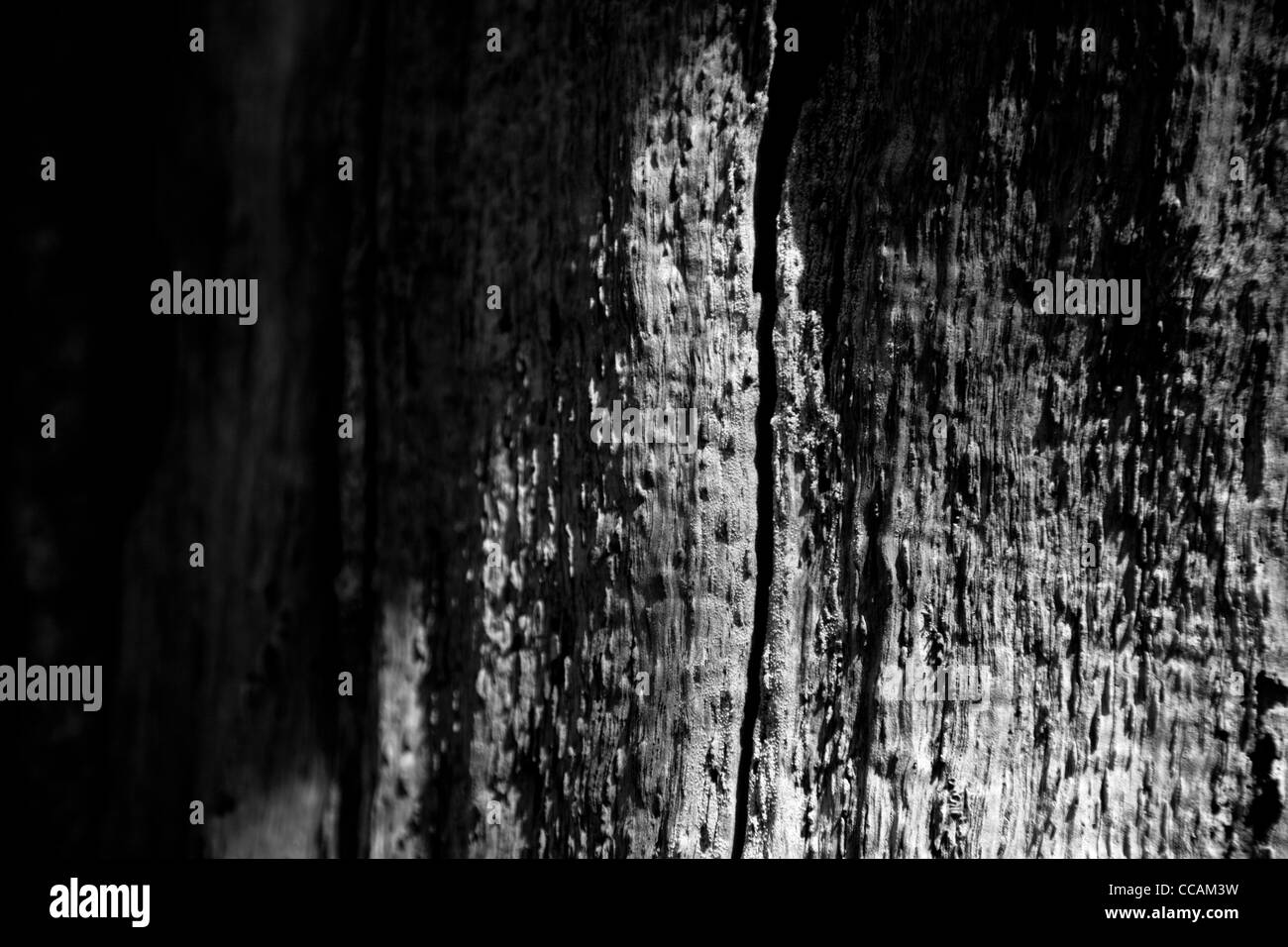 Black tree line hi-res stock photography and images - Alamy