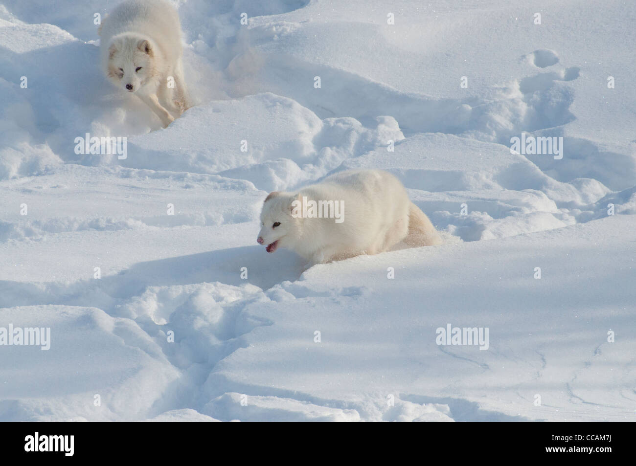 A pair of young Arctic Foxes running through the snow Stock Photo - Alamy