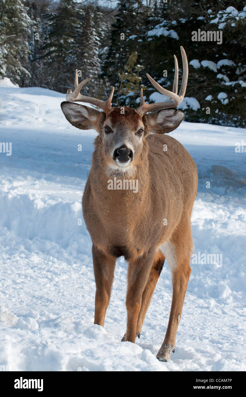 A Whitetail buck standing in the snow Stock Photo - Alamy