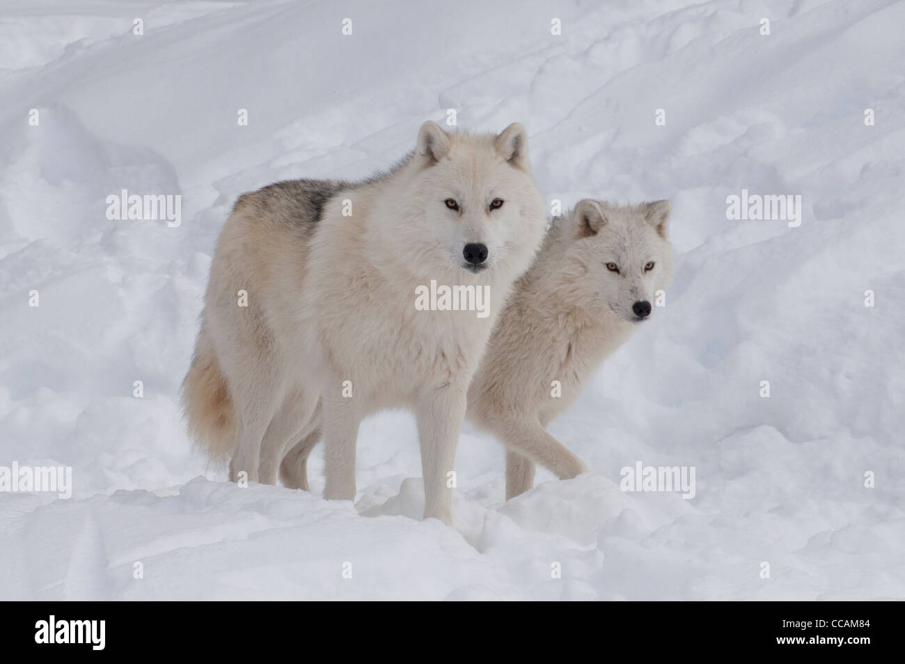 Arctic wolves hi-res stock photography and images - Alamy
