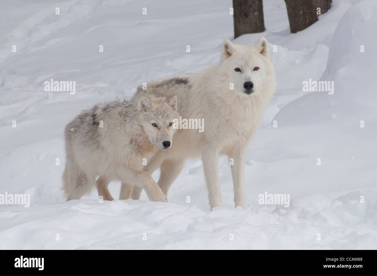Arctic Wolf and cub in winter Stock Photo - Alamy