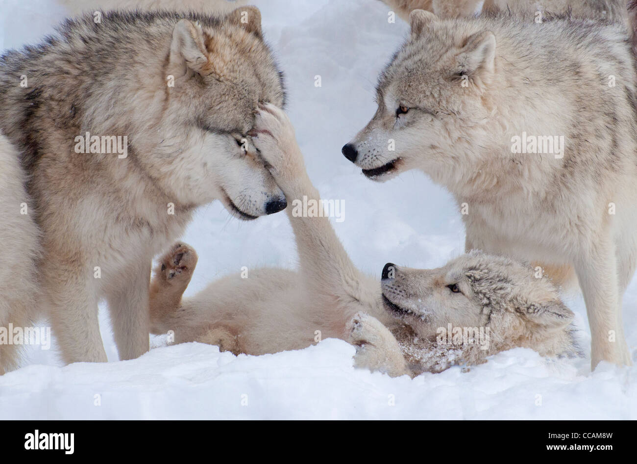 Arctic Wolf Cubs