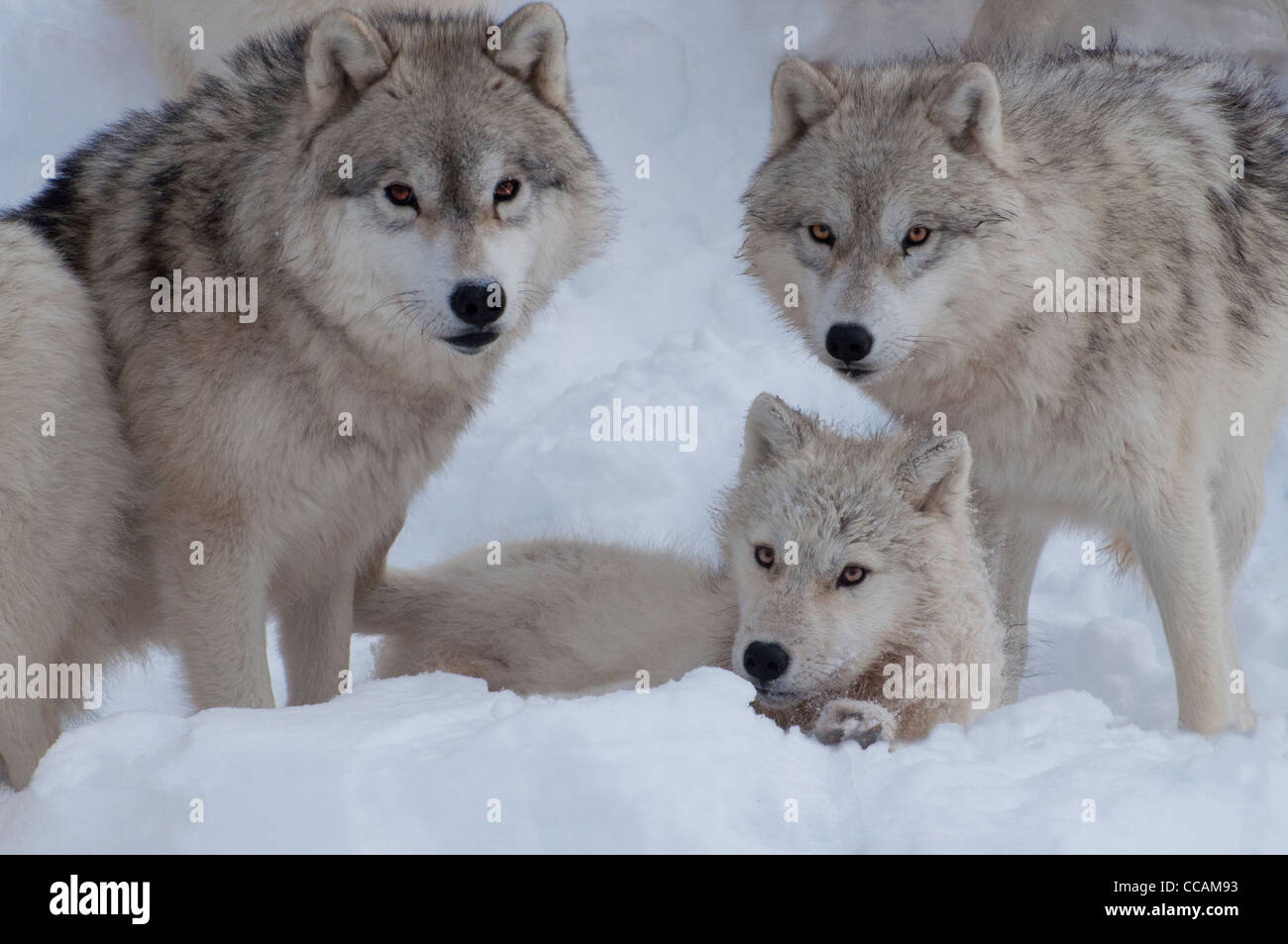 A pair of Arctic Wolves and cub Stock Photo - Alamy