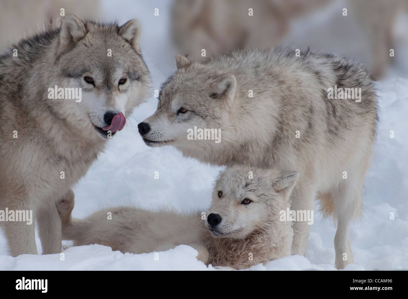 A pair of Arctic Wolves and cub Stock Photo - Alamy
