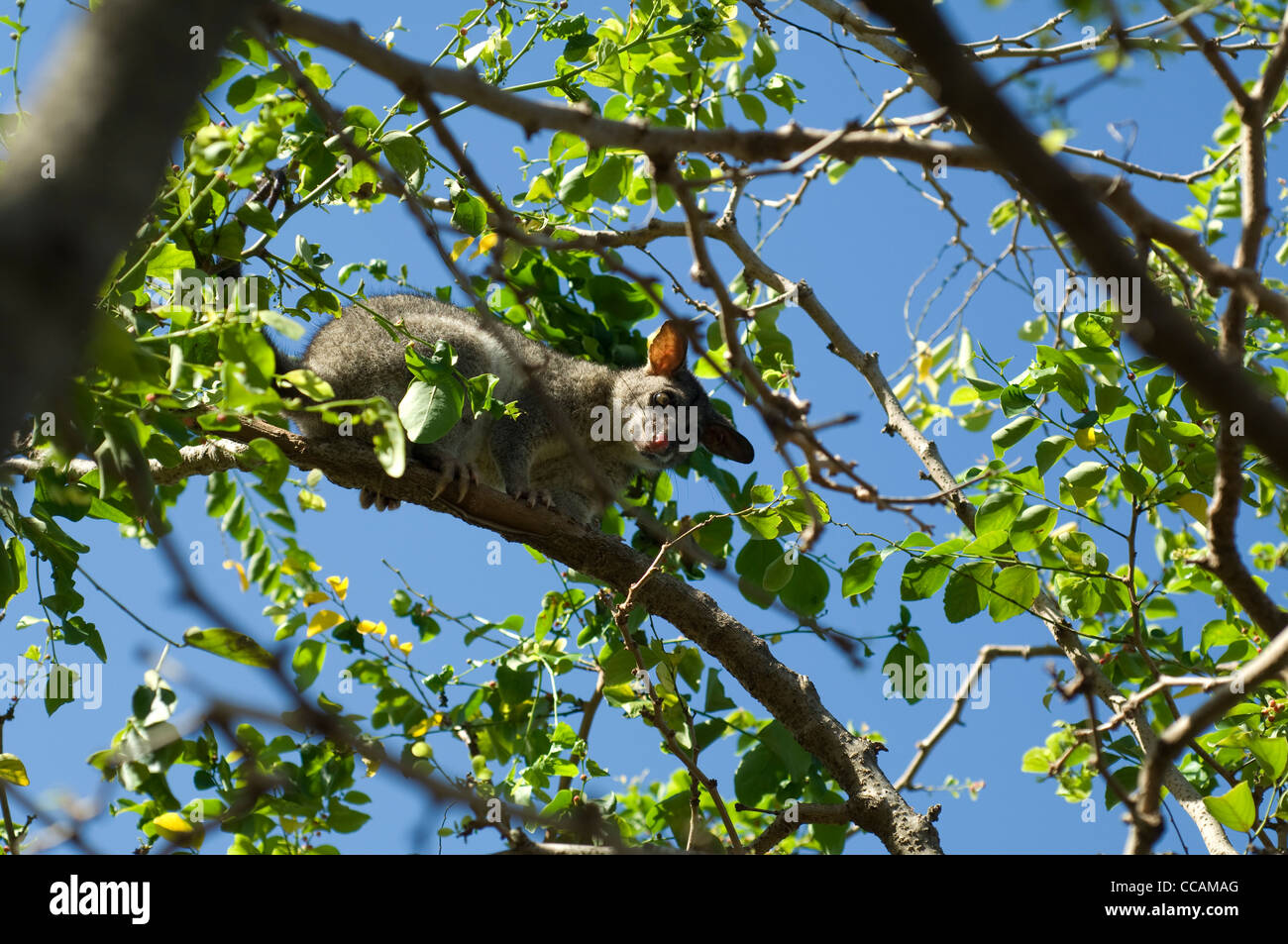 Possum in tree hi-res stock photography and images - Alamy