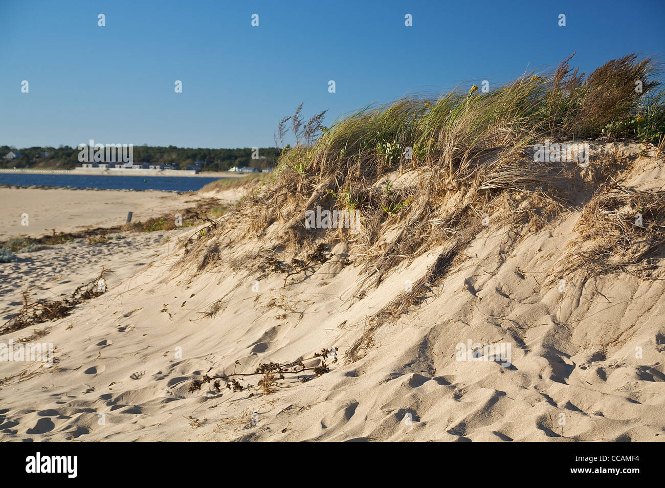 Dune on a Cape Cod beach Stock Photo - Alamy