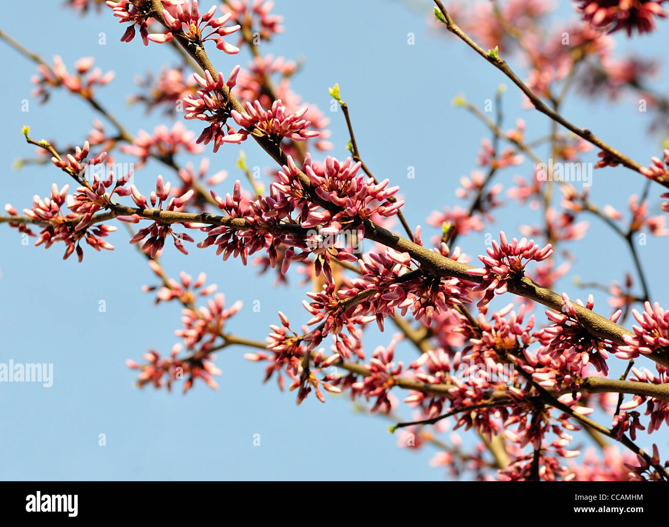 Eastern red bud tree hi-res stock photography and images - Alamy