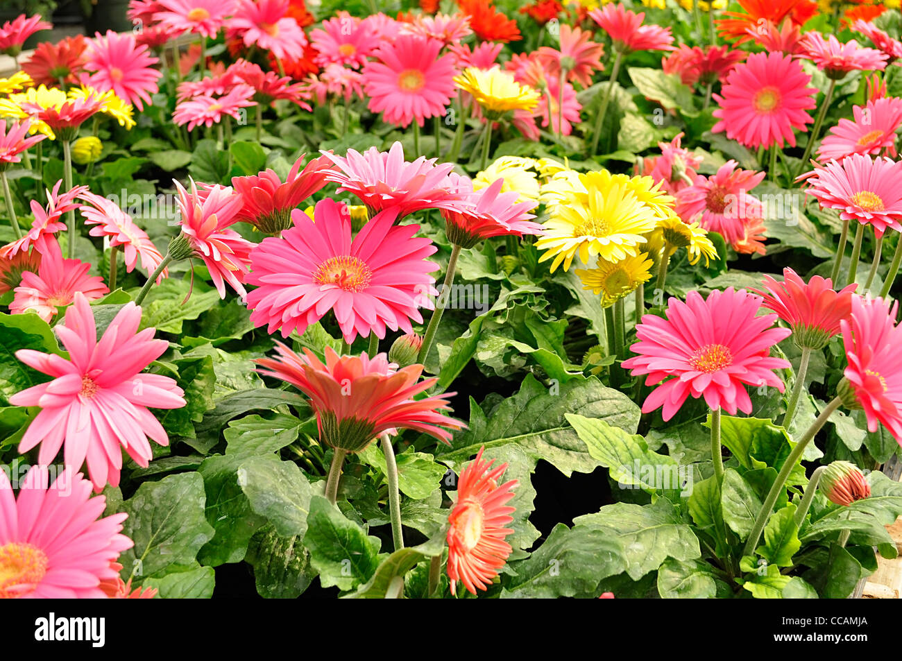 colorful gerbera daisy flowers , close up Stock Photo - Alamy