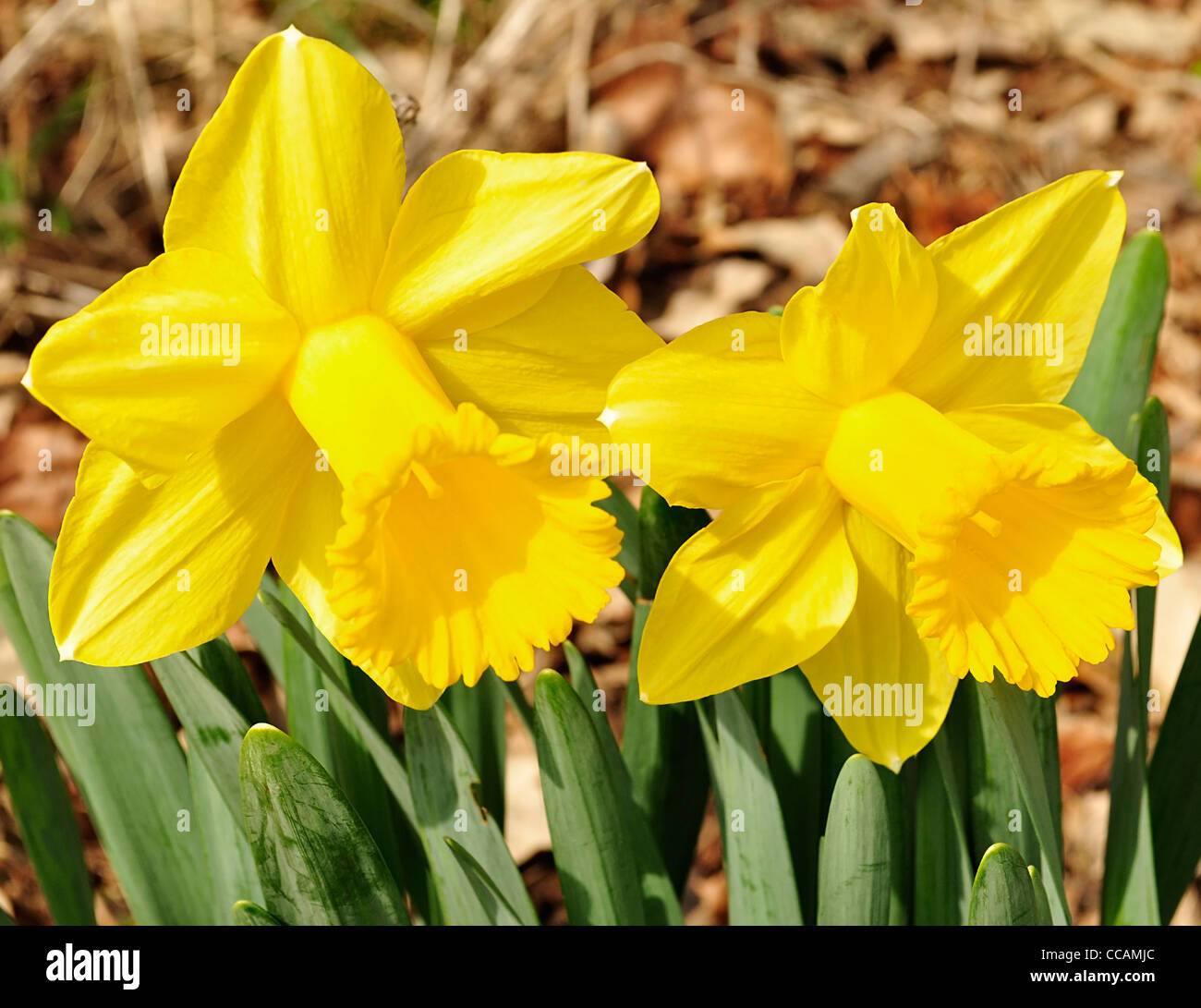 yellow daffodil flowers in the garden Stock Photo - Alamy