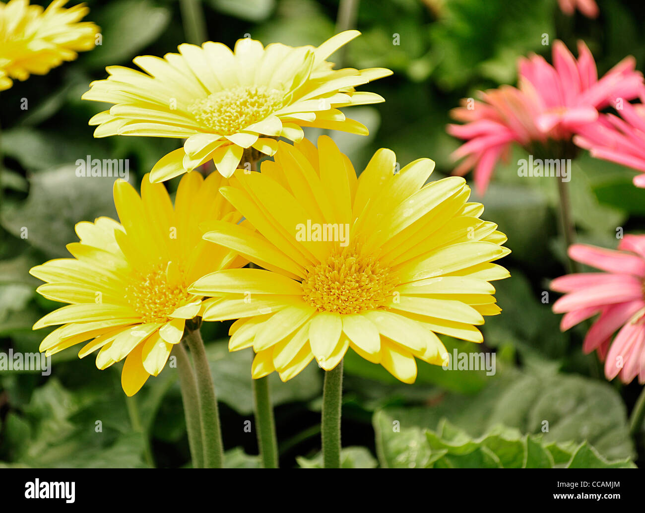 colorful gerbera daisy flowers in the garden Stock Photo - Alamy