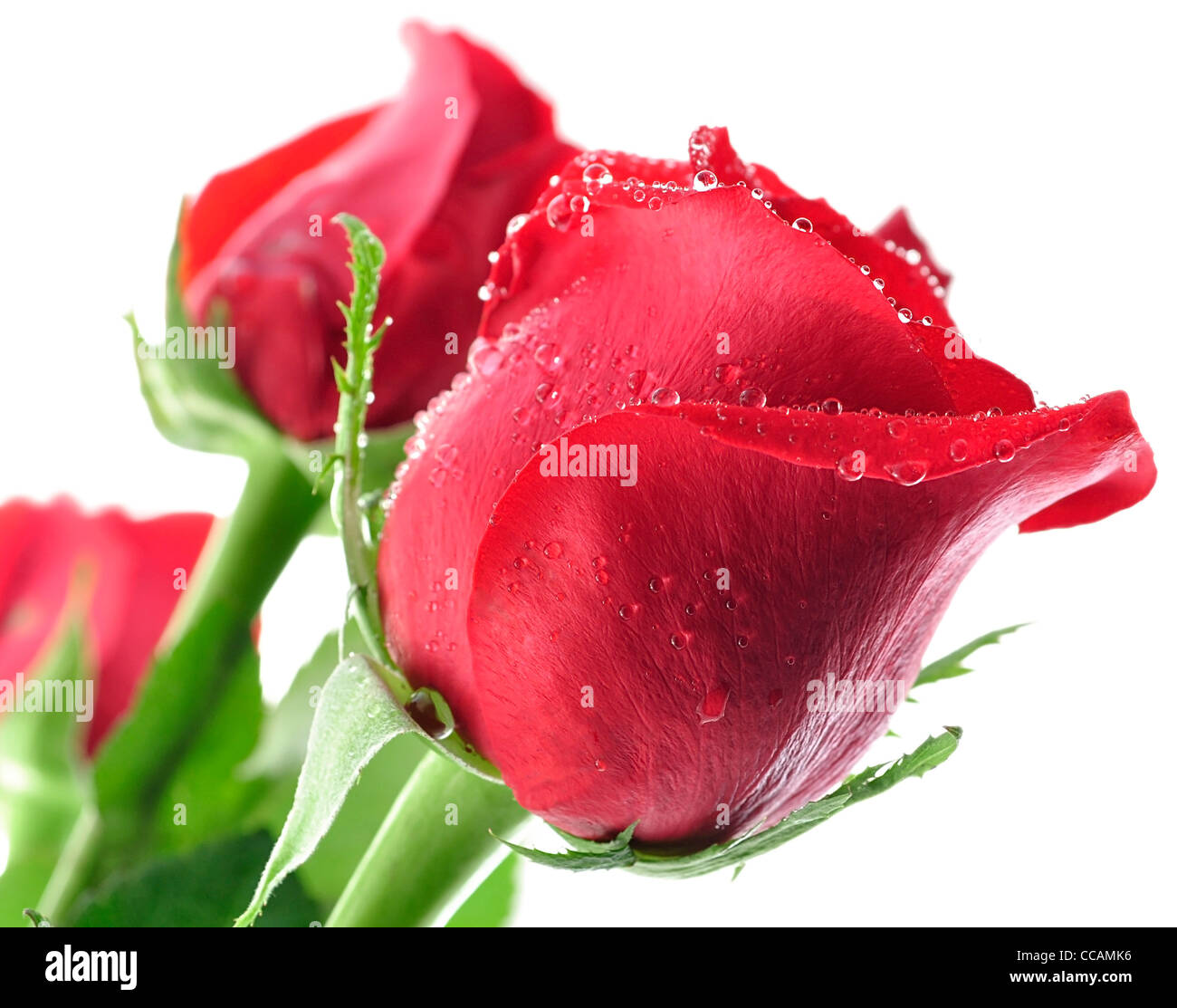 red roses with water drops , close up Stock Photo - Alamy