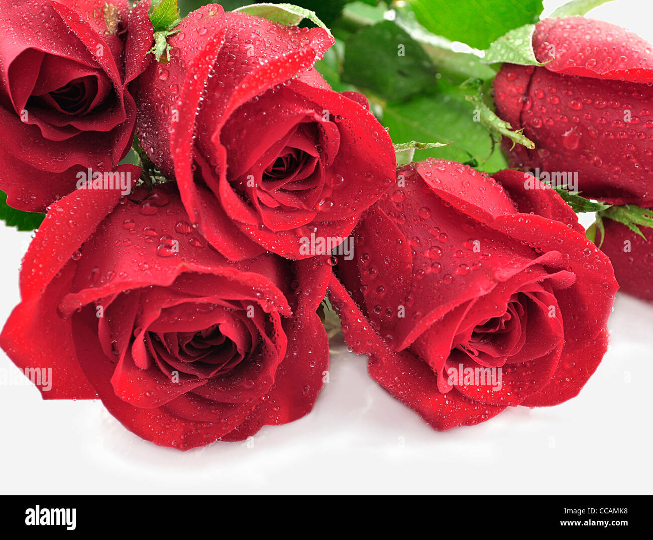 red roses with water drops , close up Stock Photo - Alamy