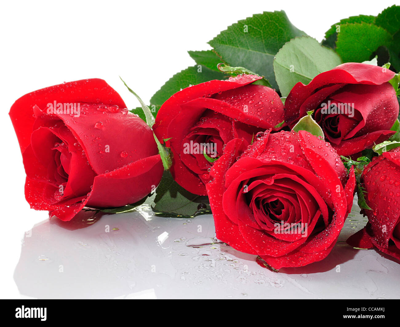 red roses with water drops , close up Stock Photo - Alamy