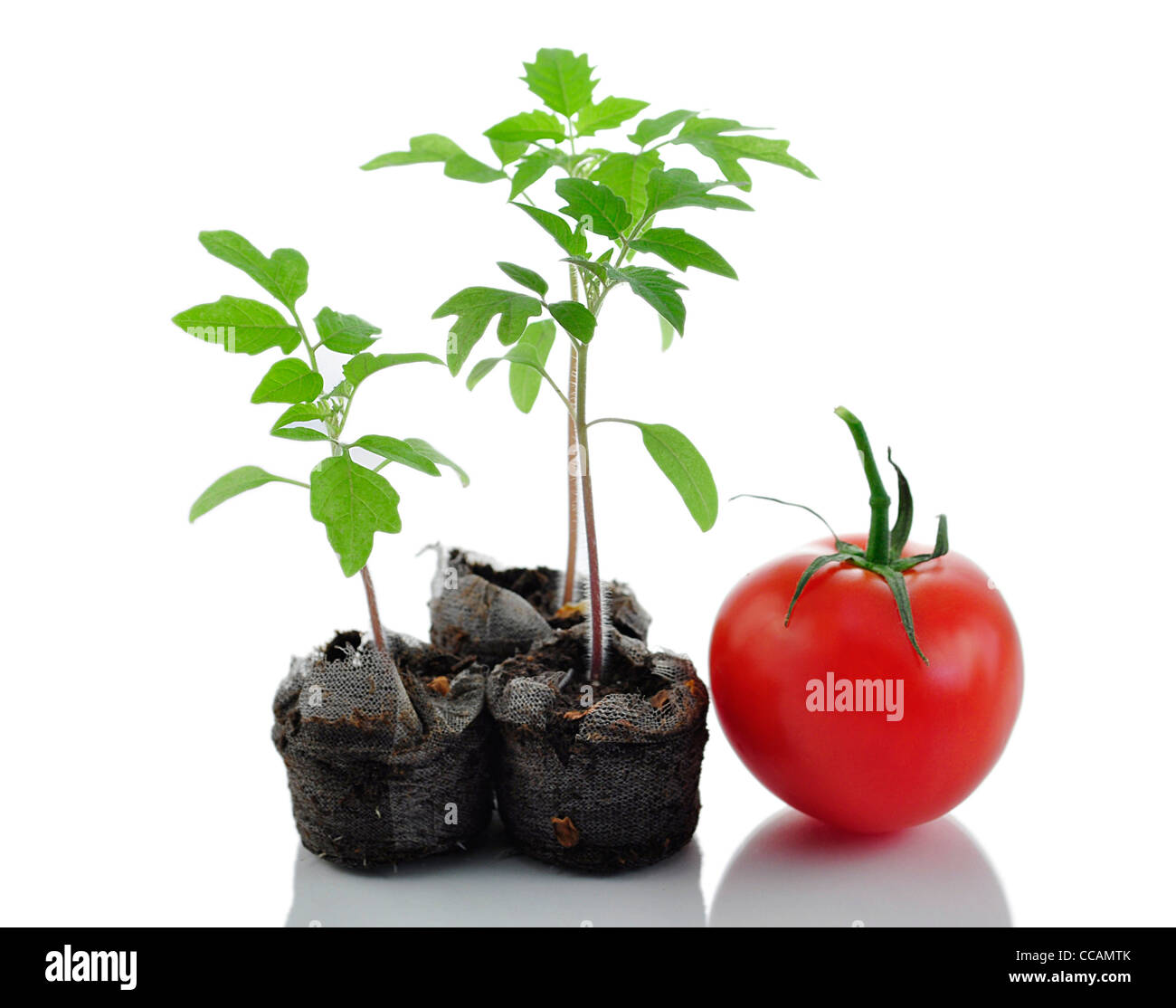 young tomato plants on white background Stock Photo - Alamy