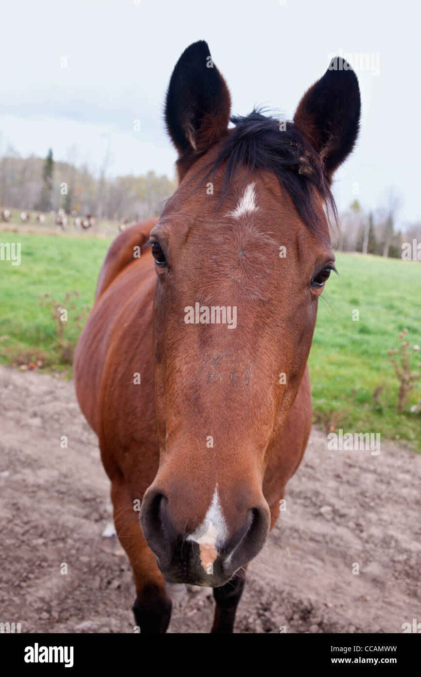 Animal horse hi-res stock photography and images - Alamy
