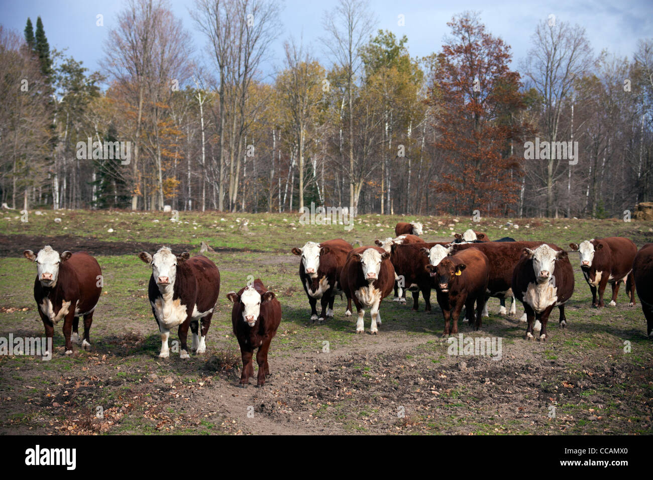 Cattle with the whole cow family Stock Photo - Alamy