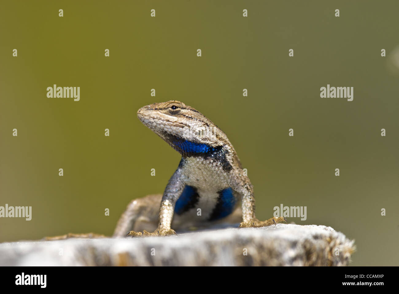 Male Southwestern Fence Lizard, (Sceloporus cowlesi), Sandia Mountains ...