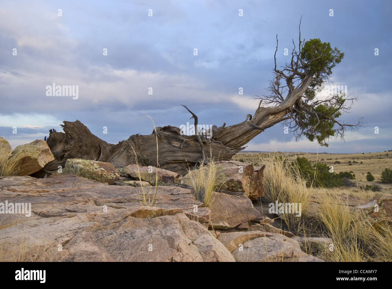 Gnarled One-seed Juniper, (Juniperus monosperma), and sandstone, Ojito ...